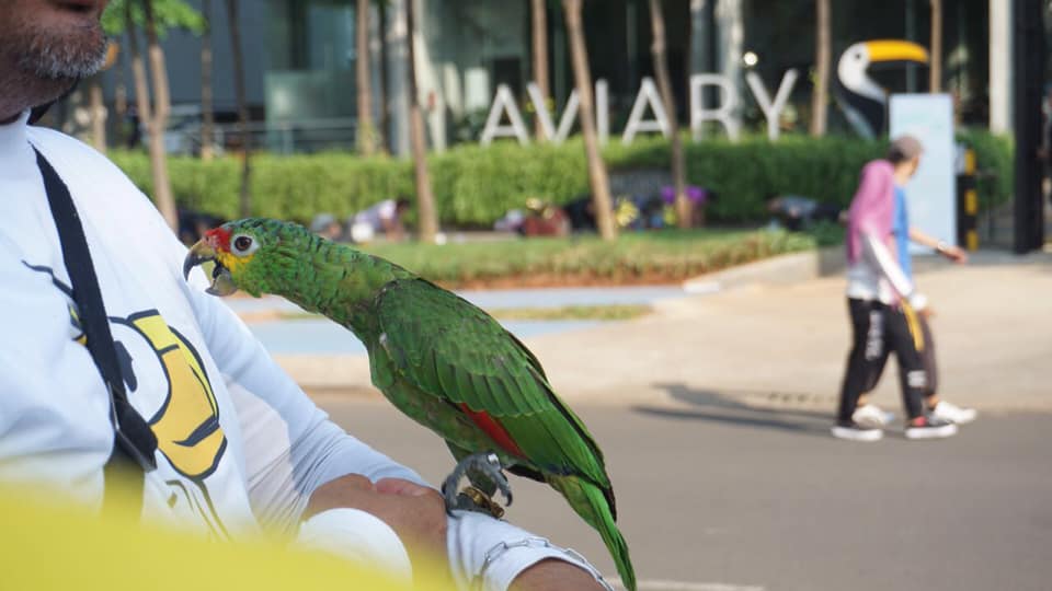 Fly Free Day Kembali Meriahkan CFD Bintaro – HijauBintaro